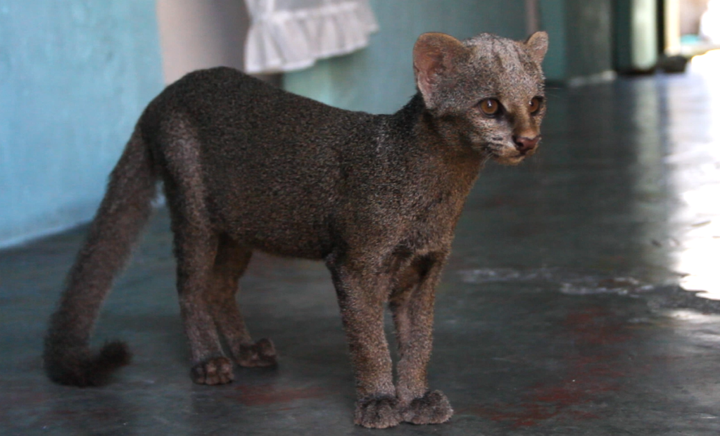 Rescatado Jaguarundi en Espinal – Esta especie también se conoce como ...
