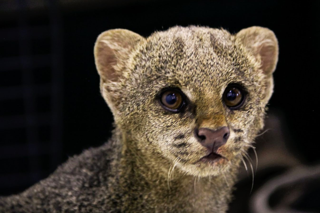Rescatado Jaguarundi en Espinal – Esta especie también se conoce como ...