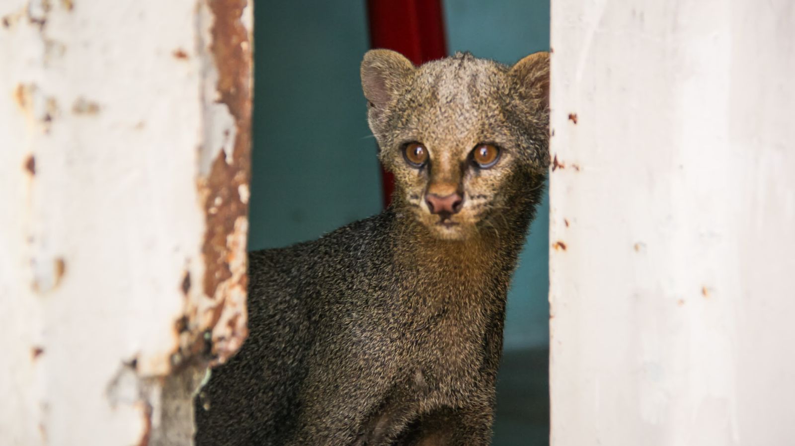 Rescatado Jaguarundi en Espinal – Esta especie también se conoce como ...